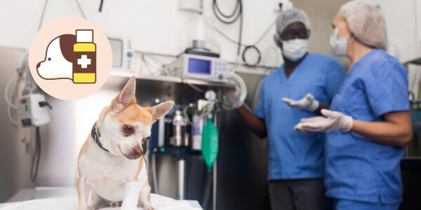 Veterinary Nursing – International University Canada